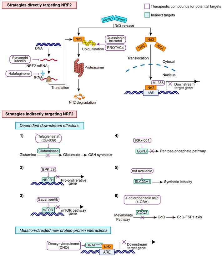 Battles against aberrant KEAP1-NRF2 signaling in lung cancer ...