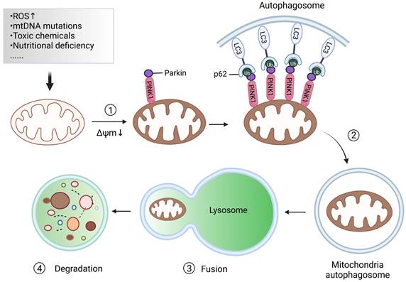 Cellular mitophagy: Mechanism, roles in diseases and small molecule ...