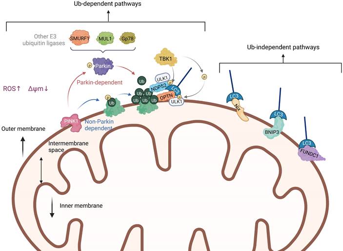Cellular mitophagy: Mechanism, roles in diseases and small molecule ...