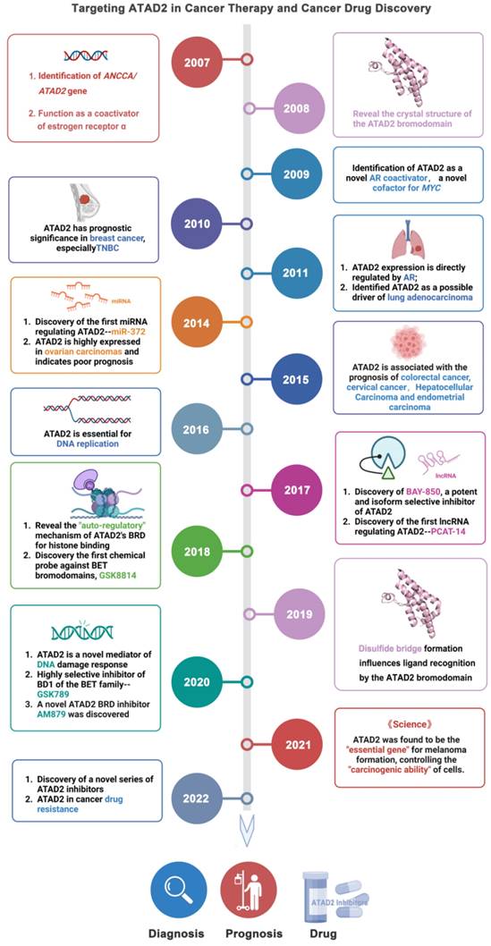 ATPase family AAA domain-containing protein 2 (ATAD2): From an ...
