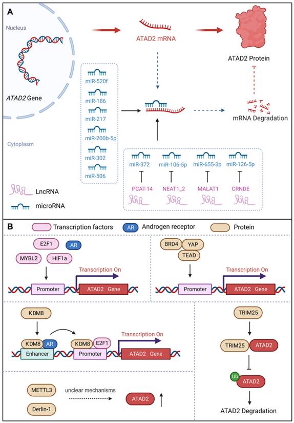 ATPase family AAA domain-containing protein 2 (ATAD2): From an ...