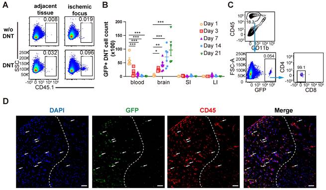 TCRαβ+NK1.1-CD4-CD8- double-negative T cells inhibit central and ...