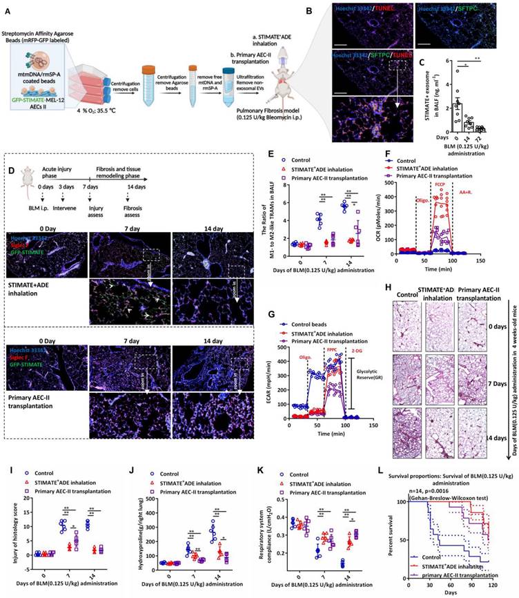 Exosomal STIMATE derived from type II alveolar epithelial cells ...