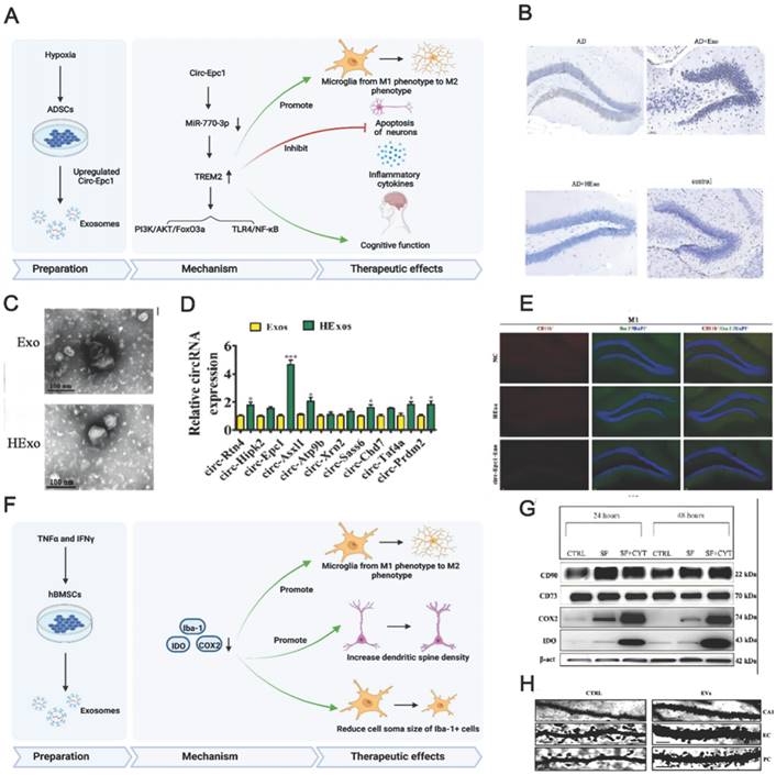 Engineered mesenchymal stem cell-derived extracellular vesicles: A ...