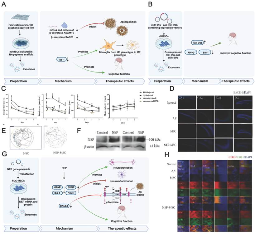 Engineered mesenchymal stem cell-derived extracellular vesicles: A ...