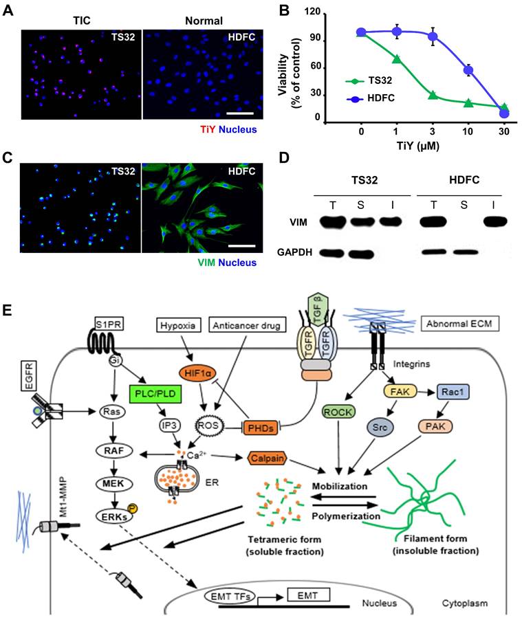 Theranostics application of tumor-initiating cell probe TiY in non ...