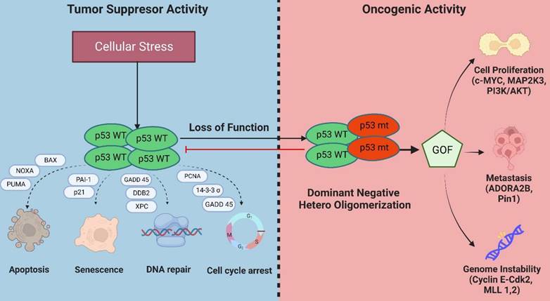 Role of p53 in breast cancer progression: An insight into p53 targeted ...