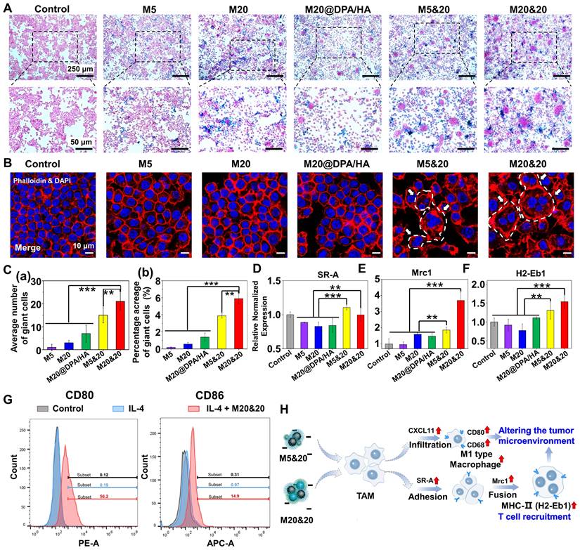 Controlled intracellular aggregation of magnetic particles improves ...