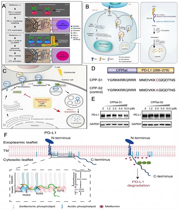 Strategies targeting PD-L1 expression and associated opportunities for cancer combination therapy