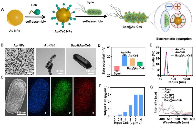 Light-triggered photosynthetic engineered bacteria for enhanced ...
