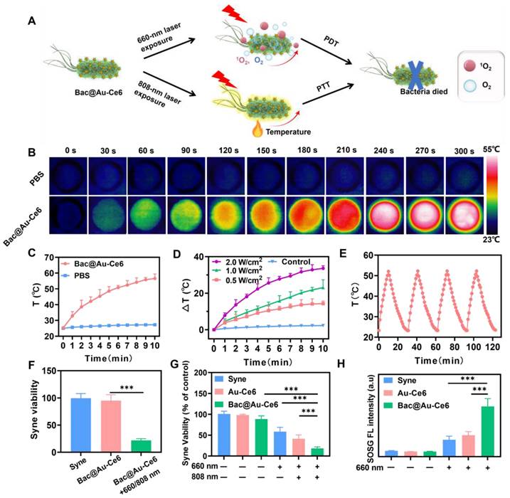 Light-triggered photosynthetic engineered bacteria for enhanced ...