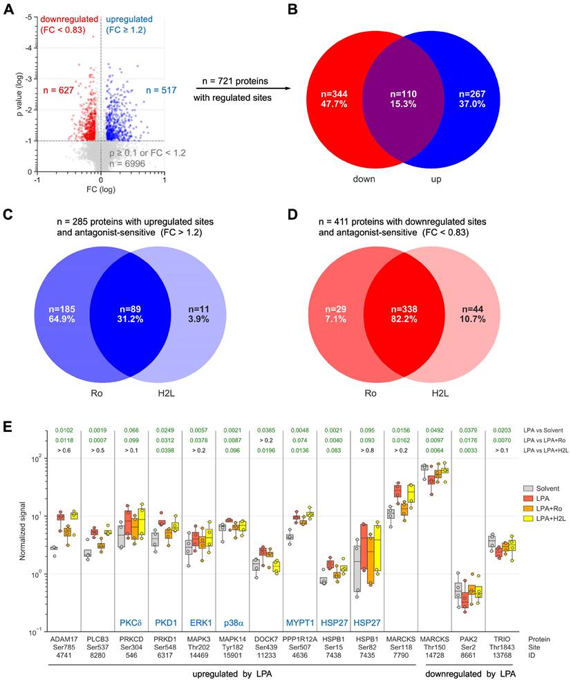 The lysophosphatidic acid-regulated signal transduction network in ...