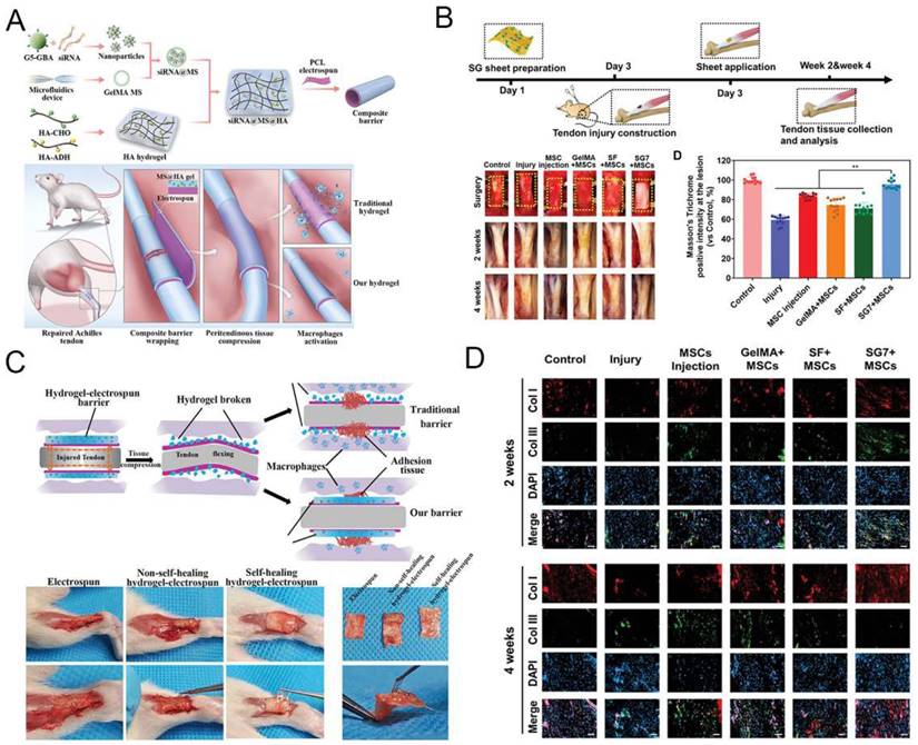 Recent advances in GelMA hydrogel transplantation for musculoskeletal ...