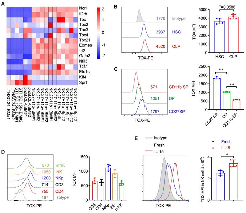 Transcription factor TOX maintains the expression of Mst1 in ...