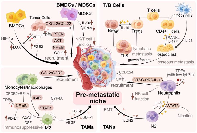 Pre-metastatic niche: from revealing the molecular and cellular ...