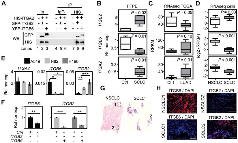Non-canonical integrin signaling activates EGFR and RAS-MAPK-ERK ...