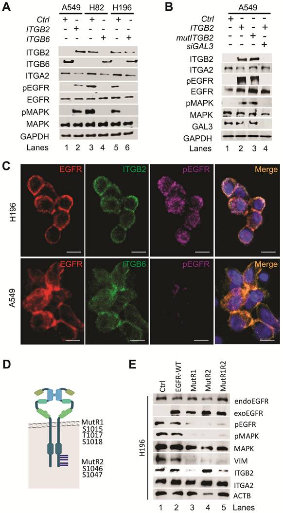 Non-canonical integrin signaling activates EGFR and RAS-MAPK-ERK ...