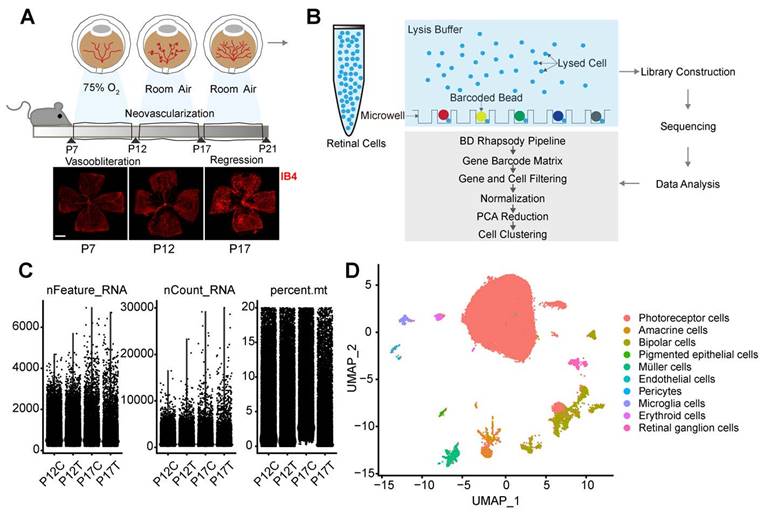 Single-cell RNA sequencing reveals a unique pericyte type associated ...