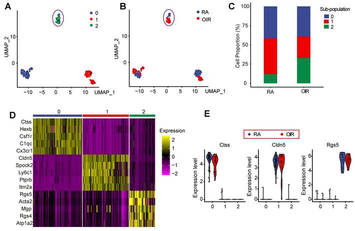 Single-cell RNA sequencing reveals a unique pericyte type associated ...