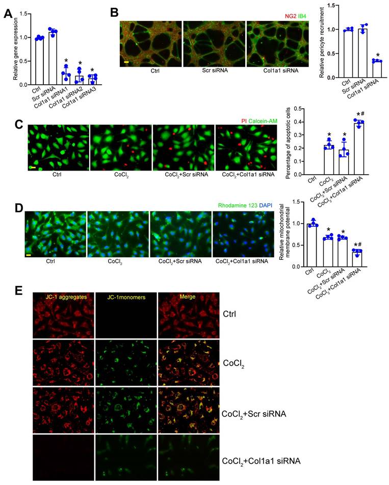 Single-cell RNA sequencing reveals a unique pericyte type associated ...