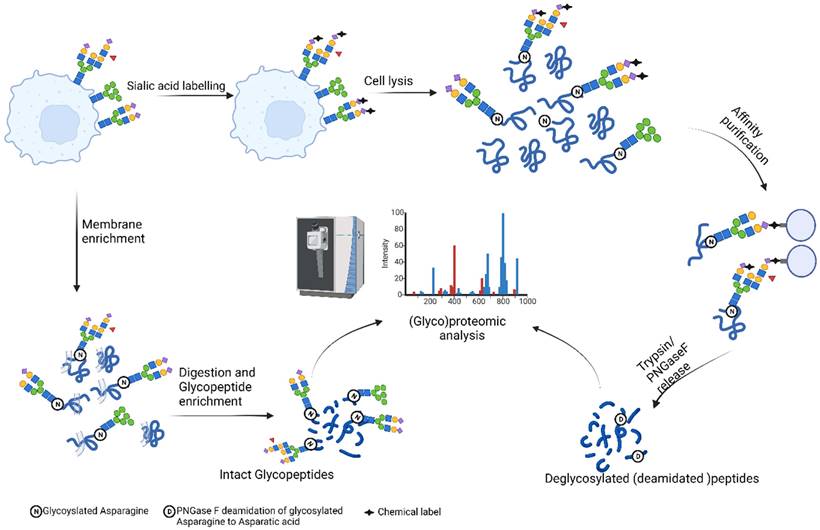 Roles of glycosylation at the cancer cell surface: opportunities for ...