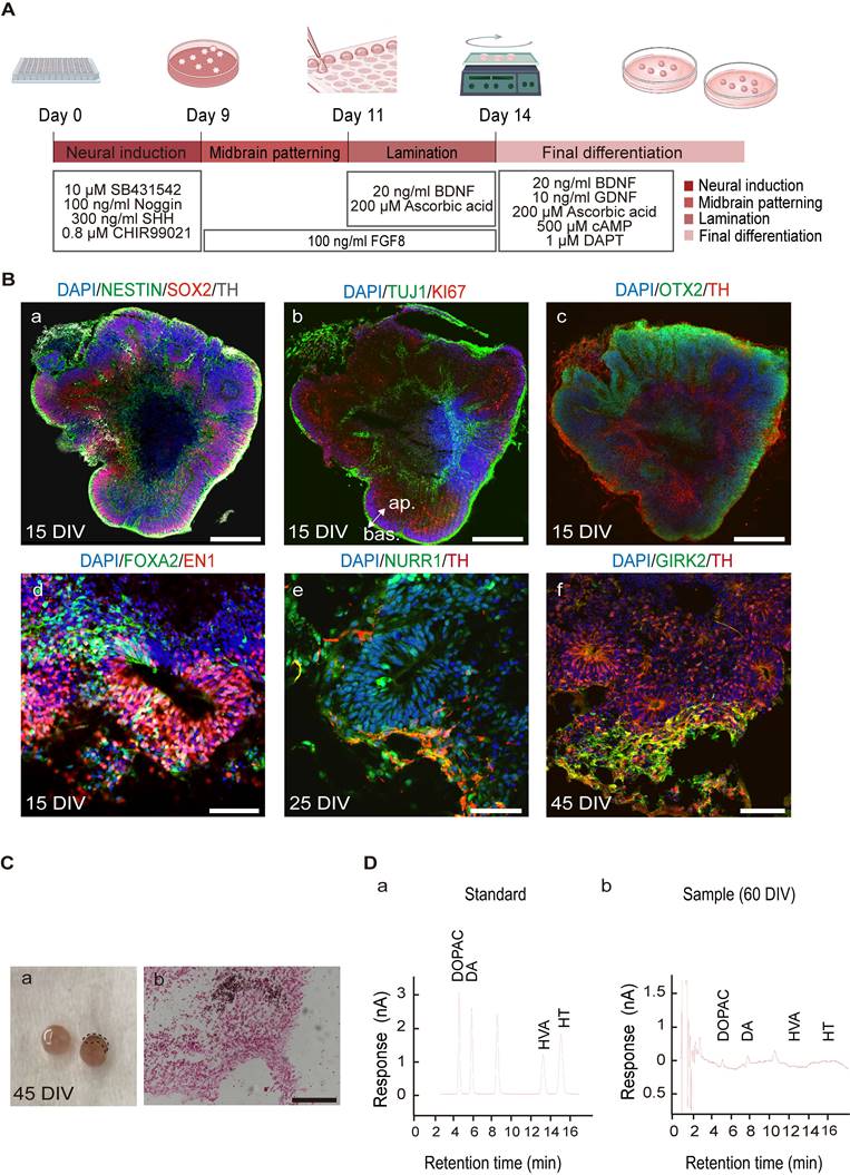 Human iPSC-derived midbrain organoids functionally integrate into ...