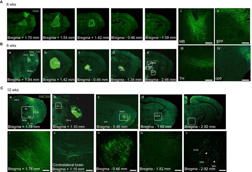 Human iPSC-derived midbrain organoids functionally integrate into ...
