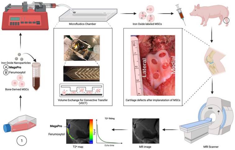 MegaPro, a clinically translatable nanoparticle for in vivo tracking of ...