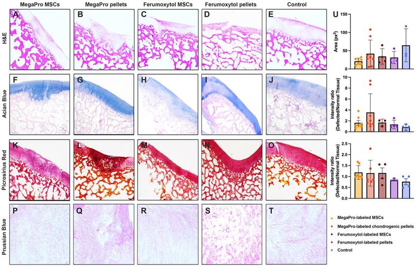 MegaPro, a clinically translatable nanoparticle for in vivo tracking of ...