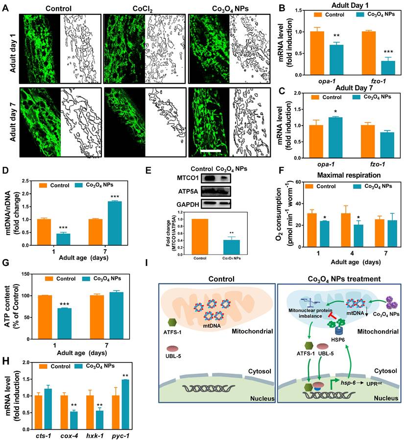 Dietary cobalt oxide nanoparticles alleviate aging through activation ...