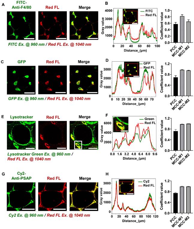 Label-free optical metabolic imaging of adipose tissues for prediabetes ...