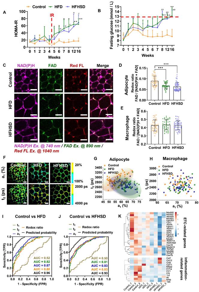 Label-free optical metabolic imaging of adipose tissues for prediabetes ...