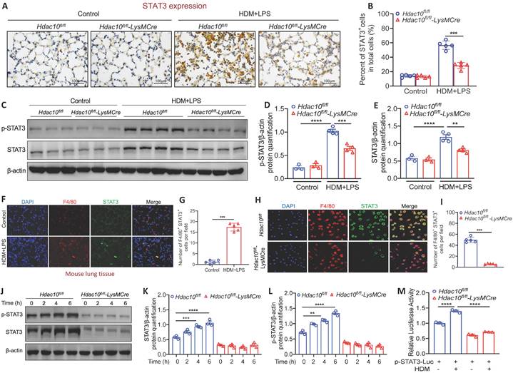 The HDAC10 instructs macrophage M2 program via deacetylation of STAT3 ...