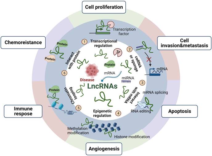LncRNAs associated with oxidative stress in diabetic wound healing ...