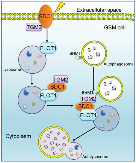 SDC1-TGM2-FLOT1-BHMT complex determines radiosensitivity of ...
