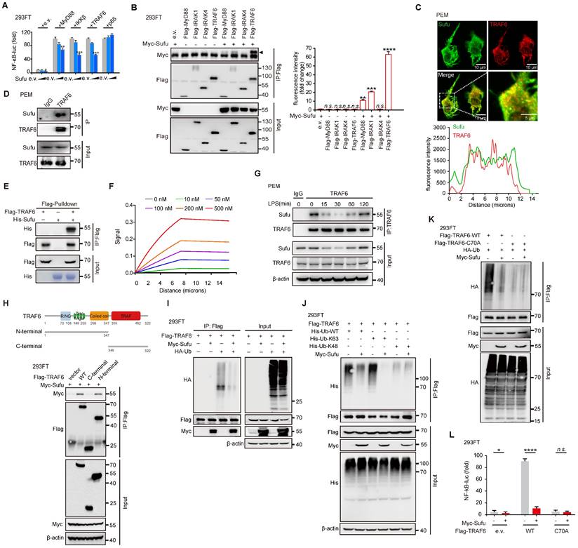 Sufu limits sepsis-induced lung inflammation via regulating phase ...
