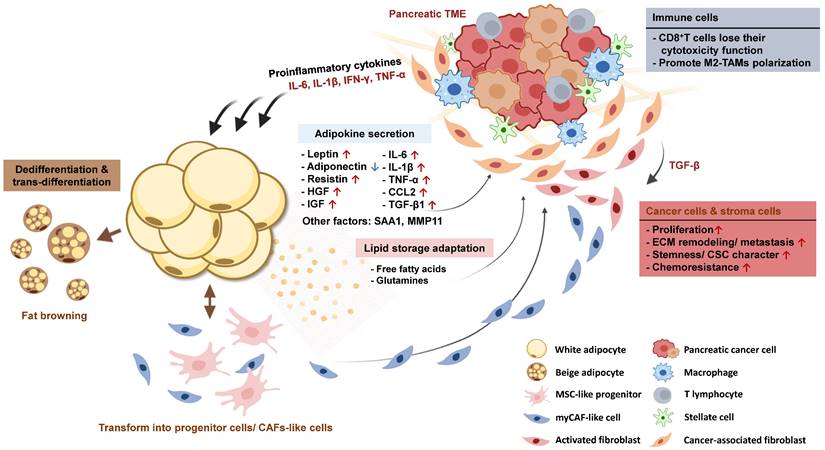 New insights into the role of adipocytes in pancreatic cancer ...