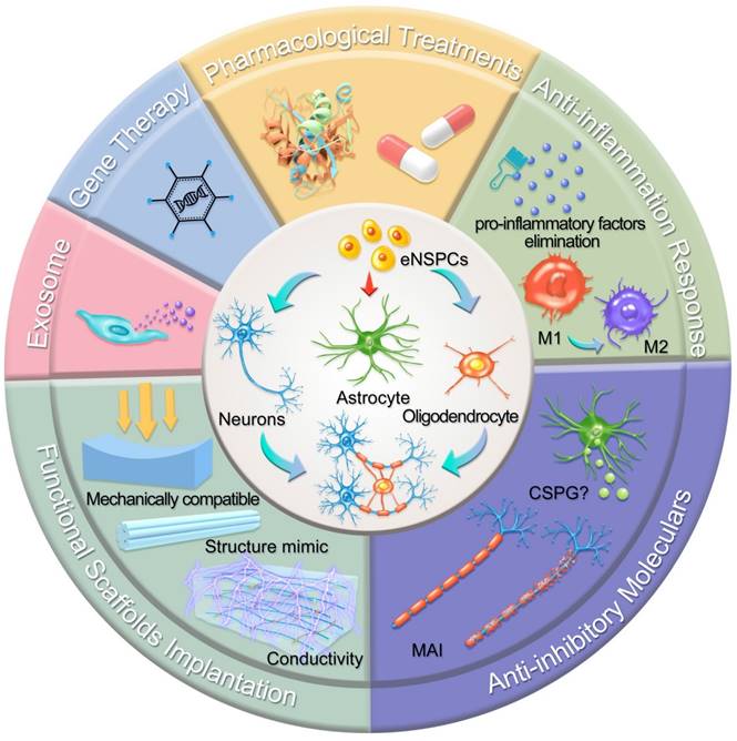 Recent advances in endogenous neural stem/progenitor cell manipulation ...