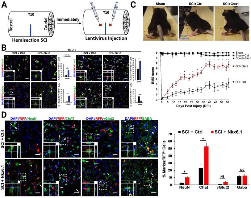 Recent advances in endogenous neural stem/progenitor cell manipulation ...