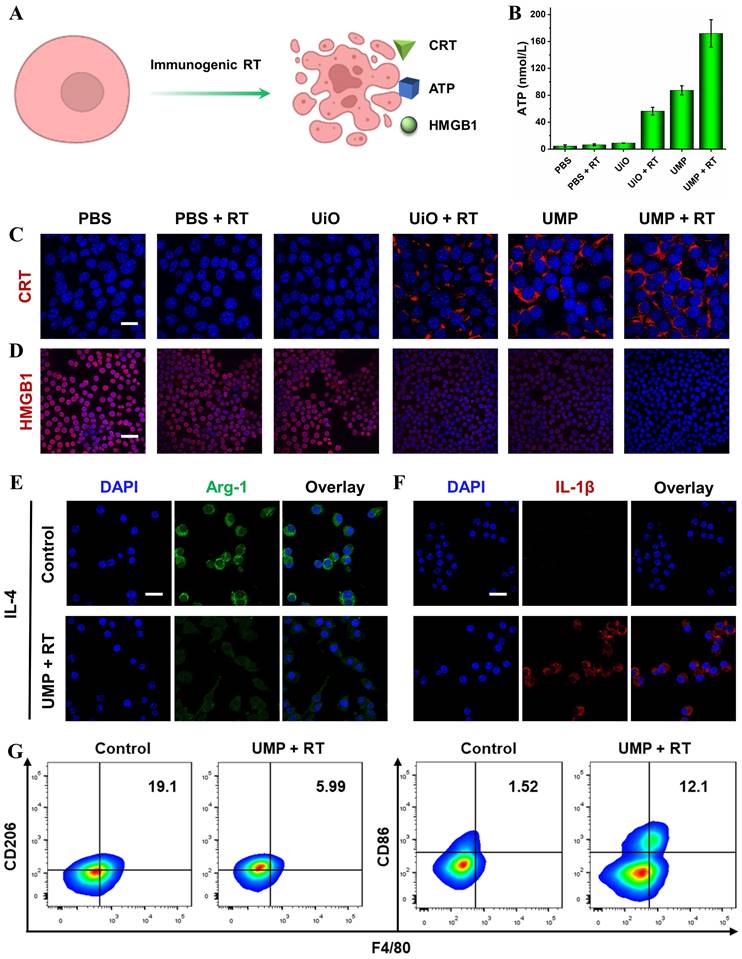 Immunogenic radiation therapy for enhanced anti-tumor immunity via core ...