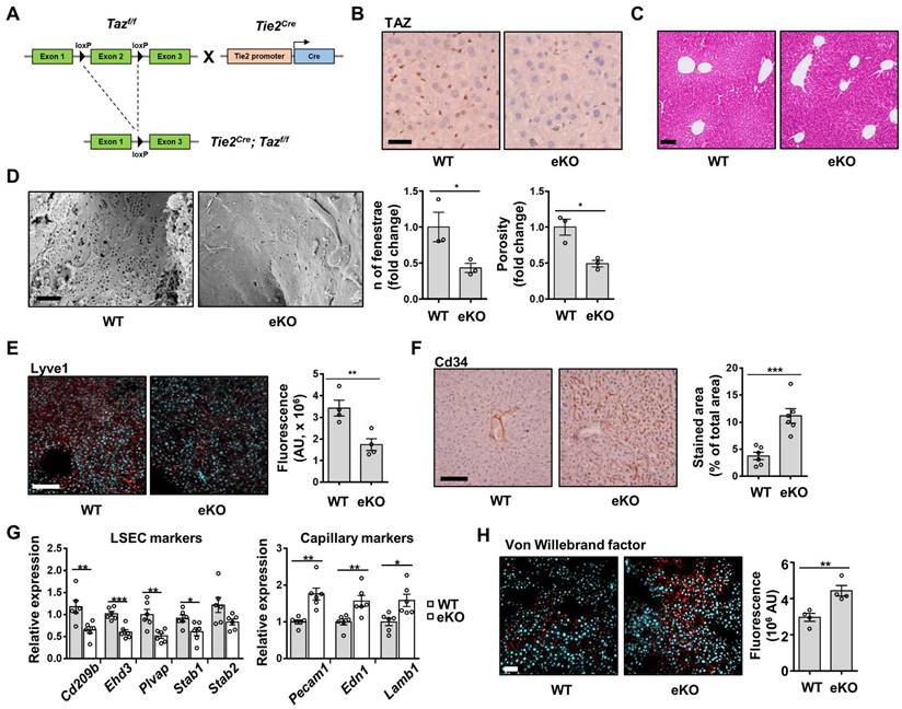 Endothelial TAZ inhibits capillarization of liver sinusoidal ...