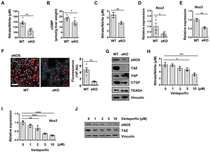 Endothelial TAZ inhibits capillarization of liver sinusoidal ...