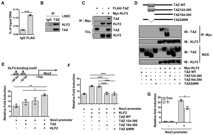 Endothelial TAZ inhibits capillarization of liver sinusoidal ...