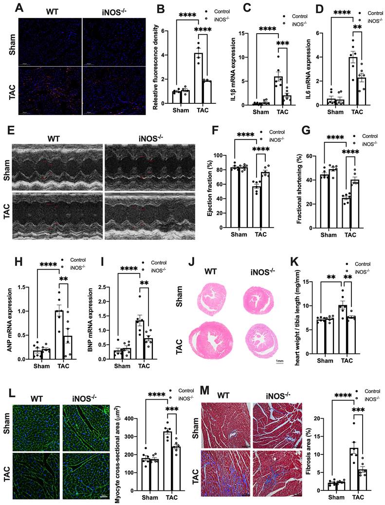 iNOS aggravates pressure overload-induced cardiac dysfunction via ...