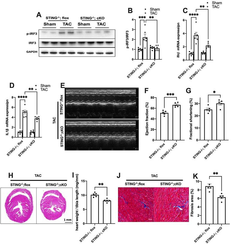 iNOS aggravates pressure overload-induced cardiac dysfunction via ...