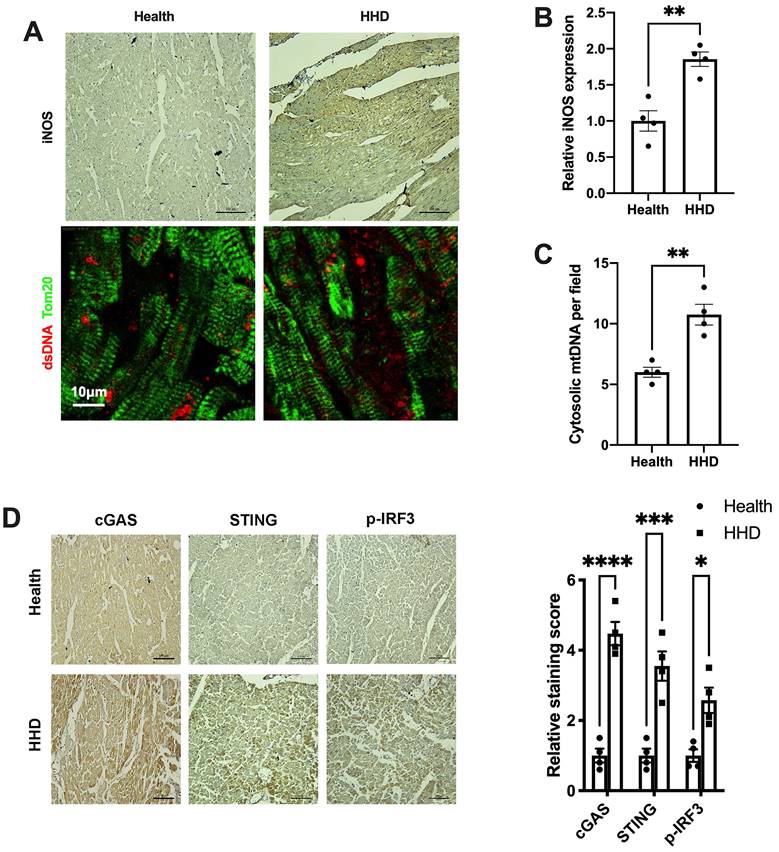 iNOS aggravates pressure overload-induced cardiac dysfunction via ...