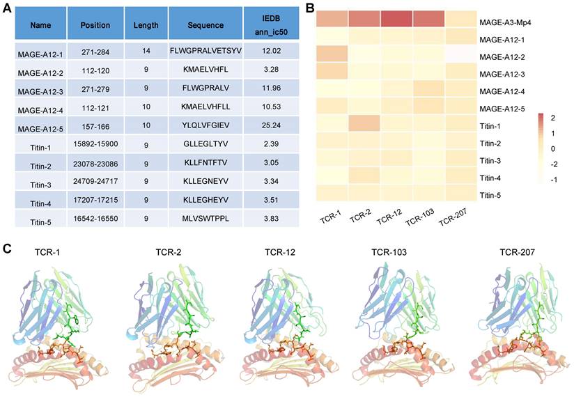 Global analysis of HLA-A2 restricted MAGE-A3 tumor antigen epitopes and ...