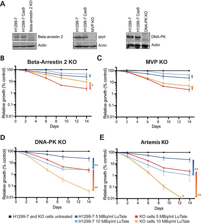 A genome-wide CRISPR/Cas9 screen identifies DNA-PK as a sensitiser to ...