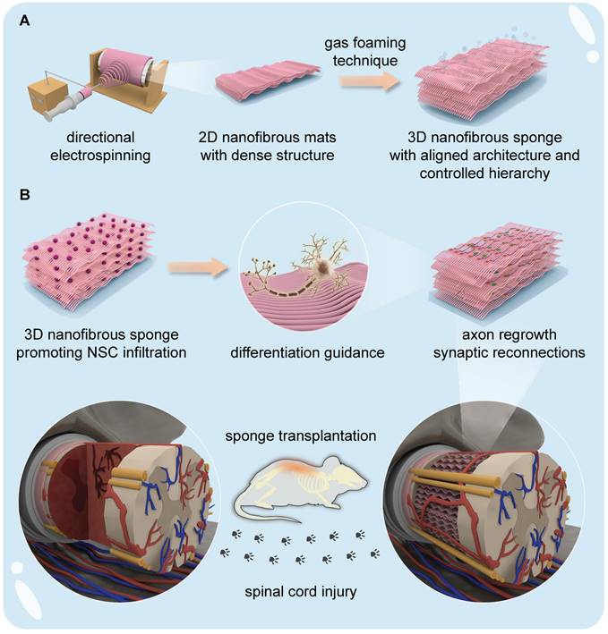Three-dimensional nanofibrous sponges with aligned architecture and ...