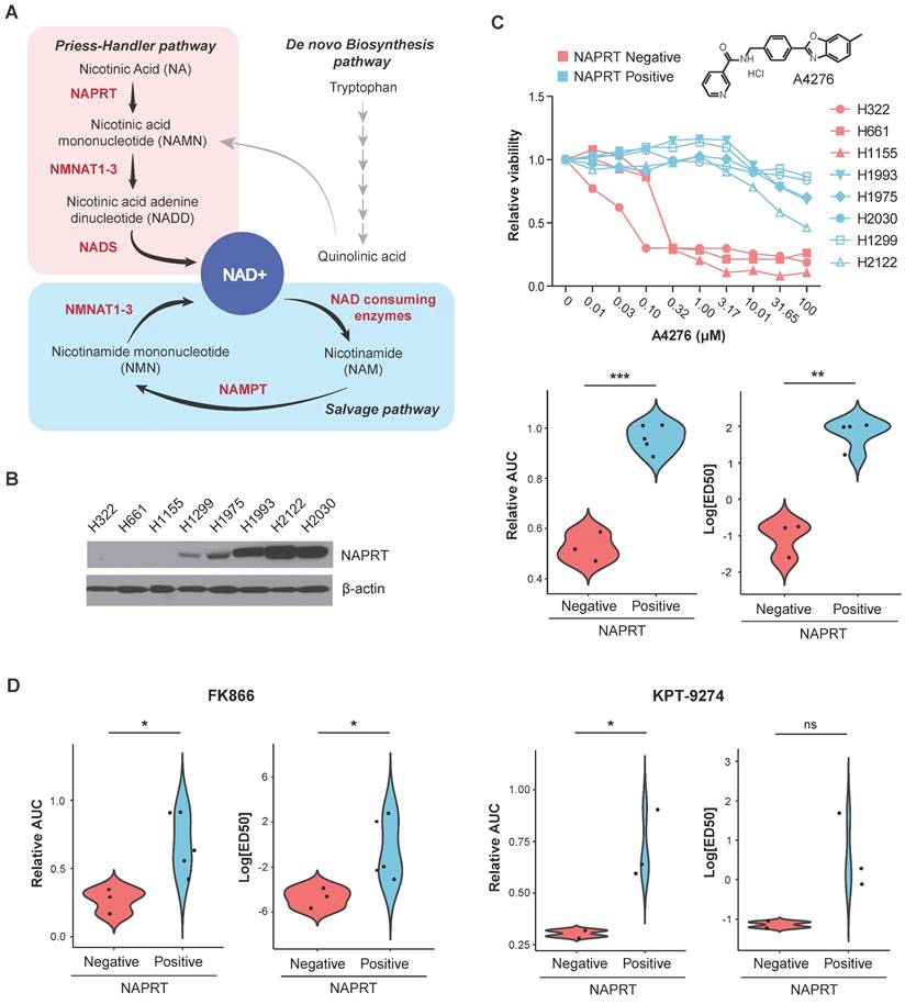Discovery of a novel NAMPT inhibitor that selectively targets NAPRT ...